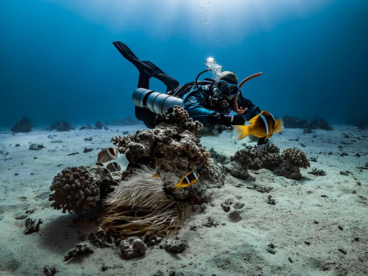 ASD - Diving Knowledge Blog & PADI Certification Quizzes